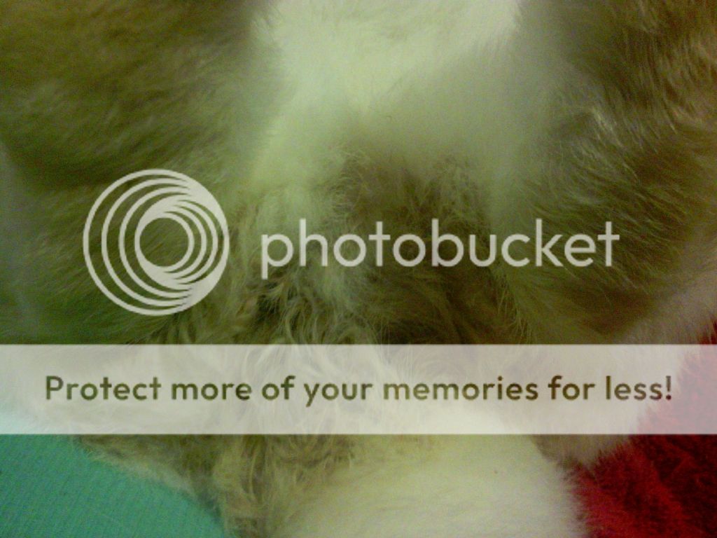 Matted fur in bum area | Rabbits Online Pet Rabbit & Bunny Forum